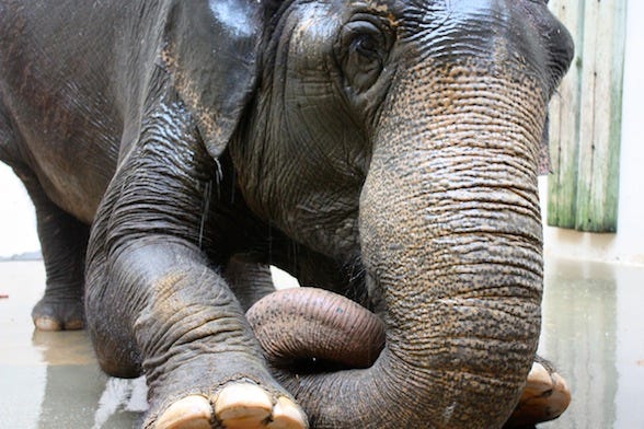 Captive Elephant Management: