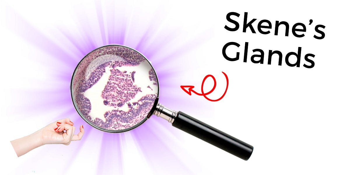 The clitoris is great, but do you know about the Skene’s glands?