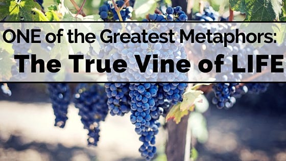 One of the Great Metaphors: The True Vine of Life