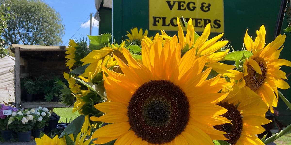 In Praise of Honesty Shops - by Charlotte Evans