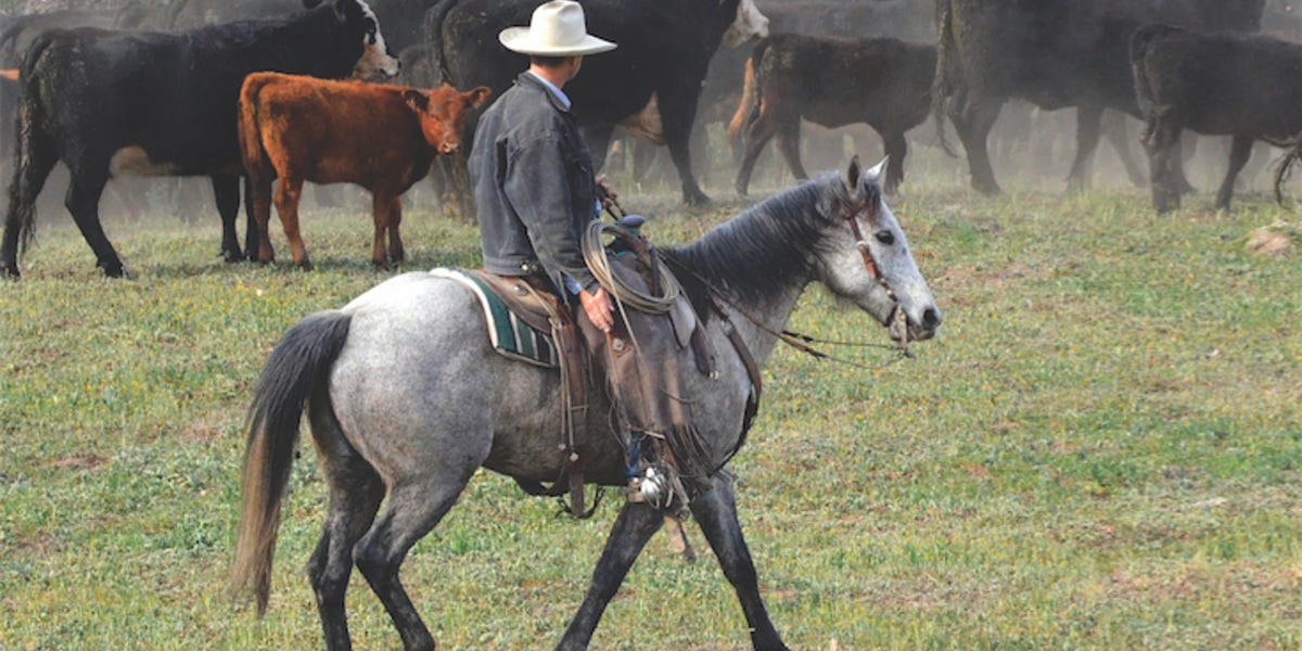 Your Book Review: Order Without Law - by Scott Alexander