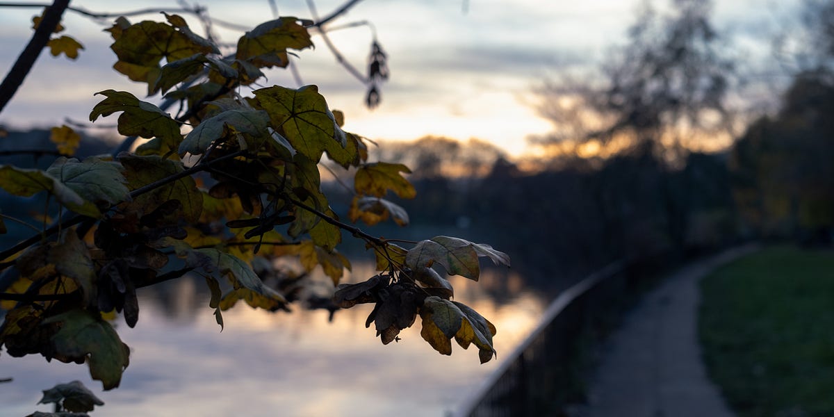 Ten leaf shapes - by Barry McWilliams