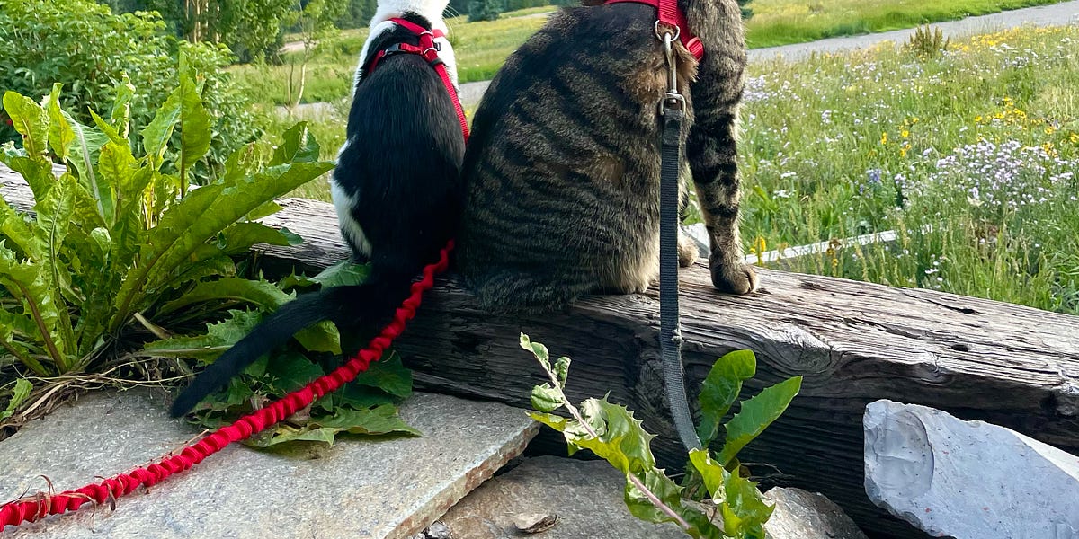 What changed? - #46 - by Kelton Wright - Shangrilogs