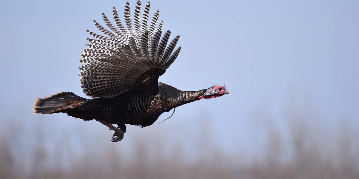Why can't turkeys fly? - by Matthew MacDonald