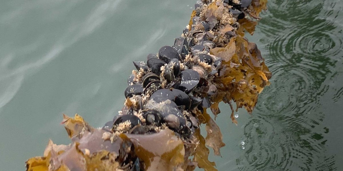 Is eating bivalves better for the climate than going vegan?