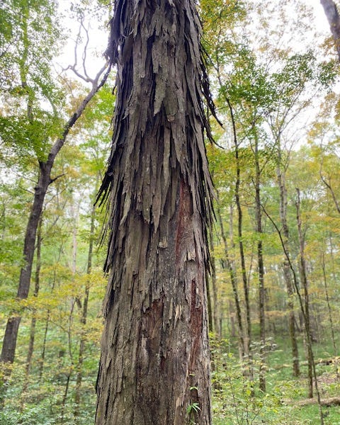 be kind, tree-wind - by Susannah Felts