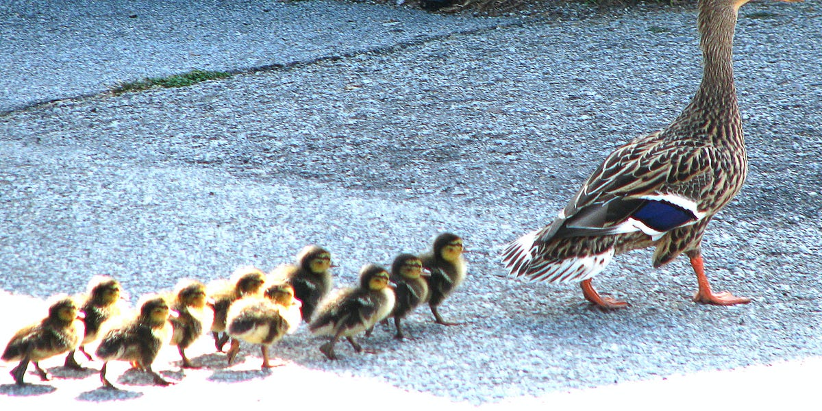 Duckling Discipleship - by Jon Wiest - Mobilize the Church