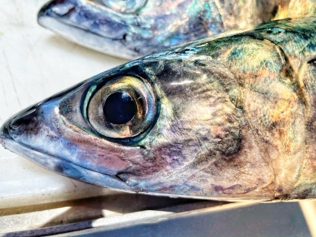 Four Fabulous Fish Favourites - by Jax Donaldson