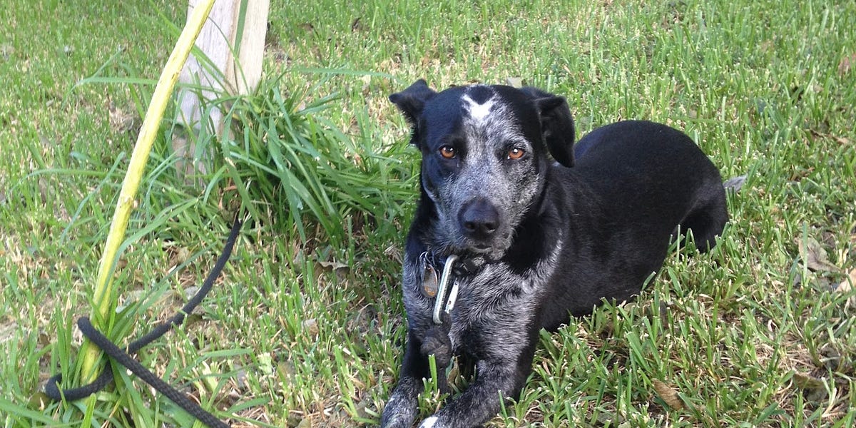 The auth didn’t come through - by Leah P - Lagomorpha