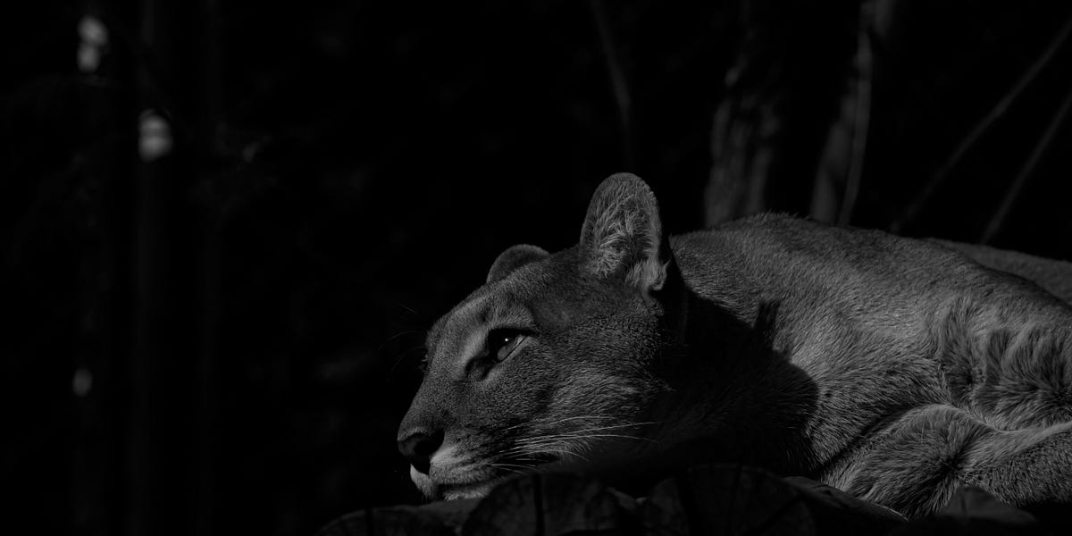 UTDC: Beast - by Ben Thelen - Dead Reckoner