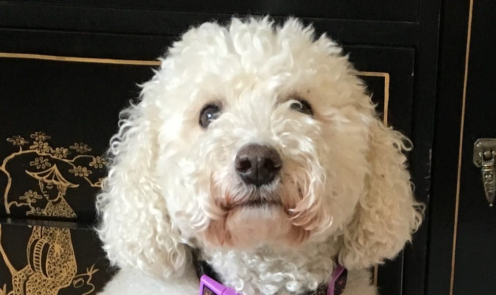 Employee No. 1 - by ken whyte - SHuSH, by Kenneth Whyte