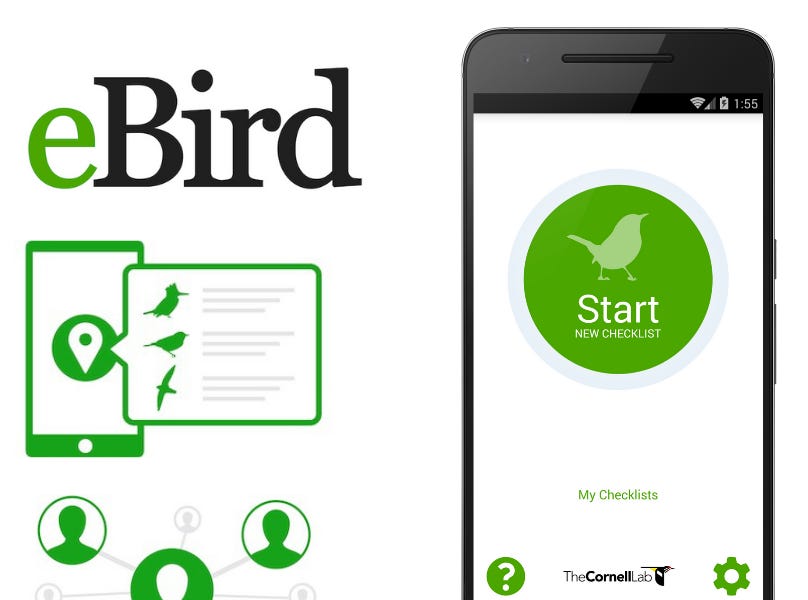 A few thoughts on using eBird (for people who've never used eBird)