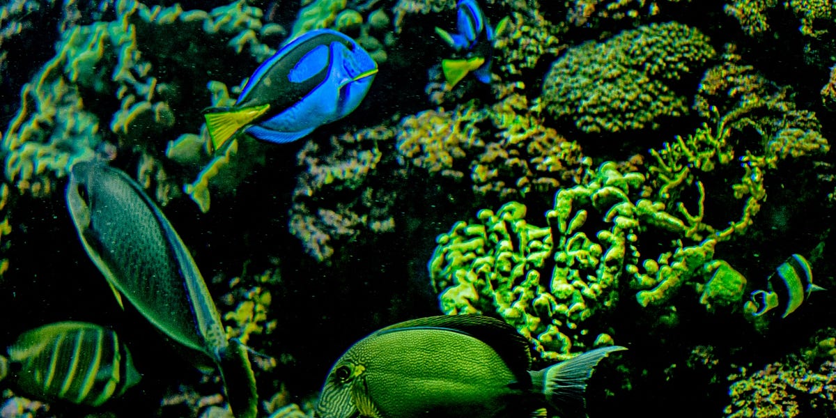 CORAL REEFS AND METABOLIC ACIDOSIS - by Stephen Fadem