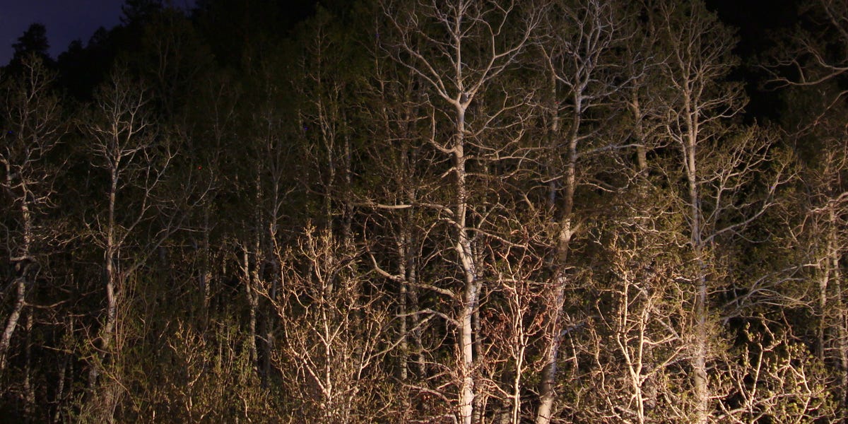 The Sound of Snapping Twigs - by david c. porter