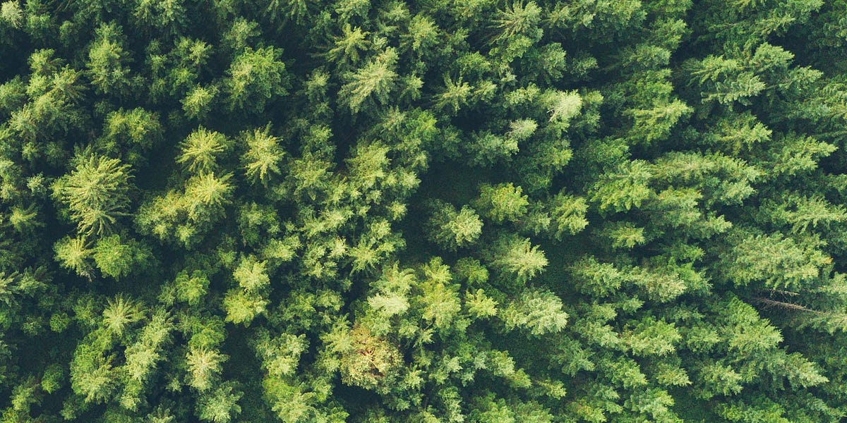 The Earthshot Prizes - Peter Meakin’s Newsletter