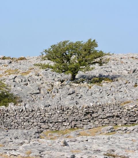 The death-defying Ice Age trees that are still alive in Cumbria