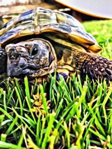 Time-traveling tortoise - by Mary Ann - maryannpetersen.com