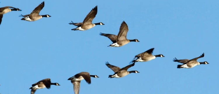 1. Why Do Geese Fly in a V- Formation?