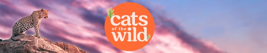 New forest in Belize, Afghan snow leopard facing extinction and ...