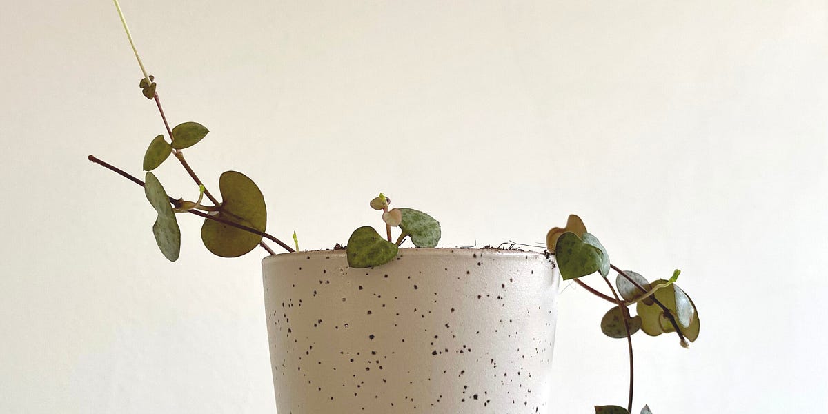 5 lessons I learned taking care of houseplants