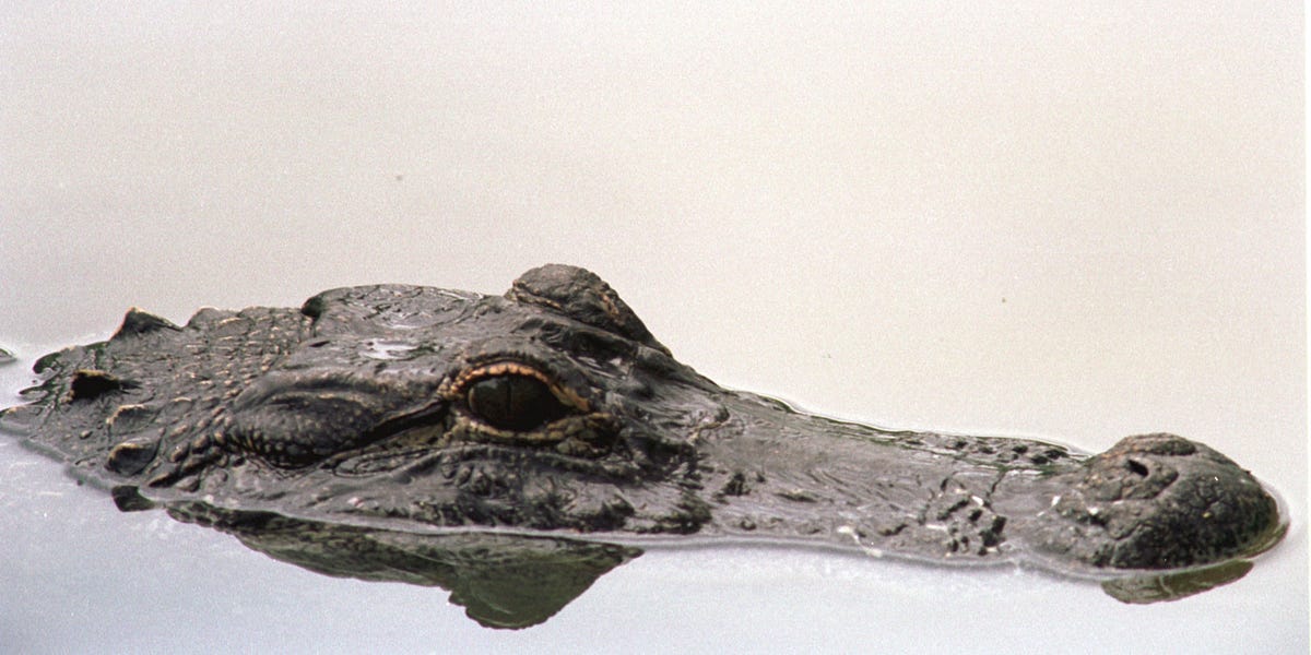 Don't Taunt the Alligator