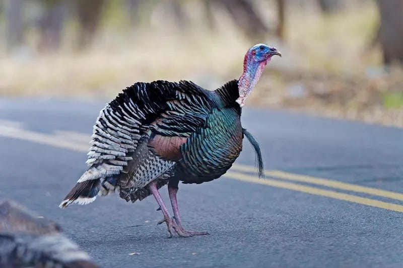 Who Gives a Flying Turkey? - by Jaime Franchi