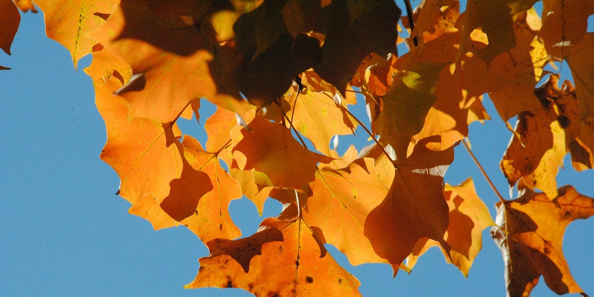 Leaf Peep Cheat Sheet - by Lolly Jewett - The Bees' Knees