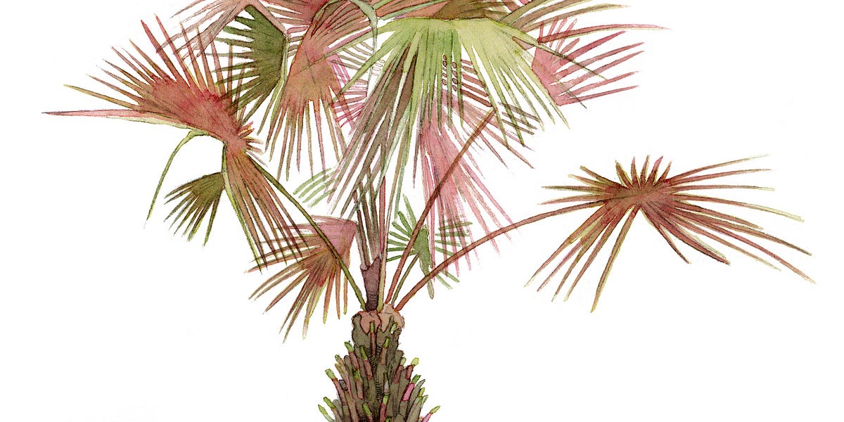 The Red Cabbage Palm - by Matt Chun and James Tylor
