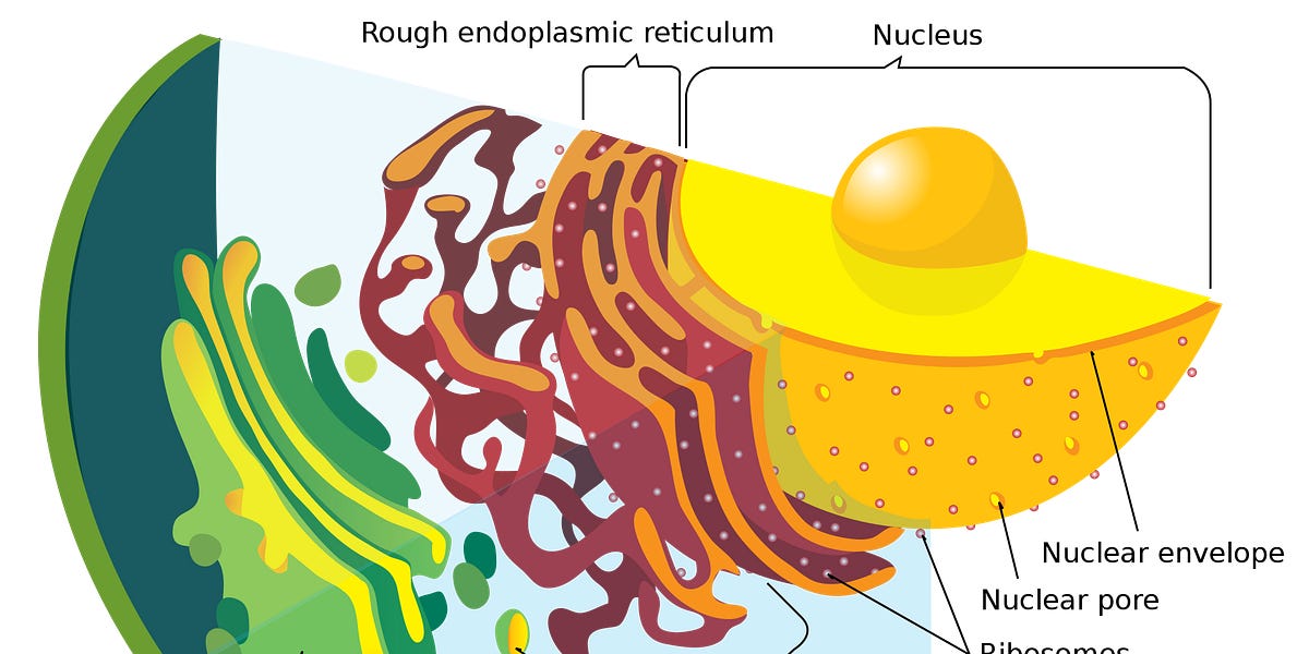 Does SARS-nCoV-2 spike protein expression induce endoplasmic reticulum ...