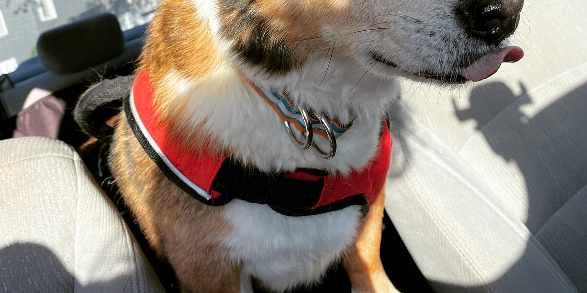 The Little Furry Prince - by Hilary Hattenbach