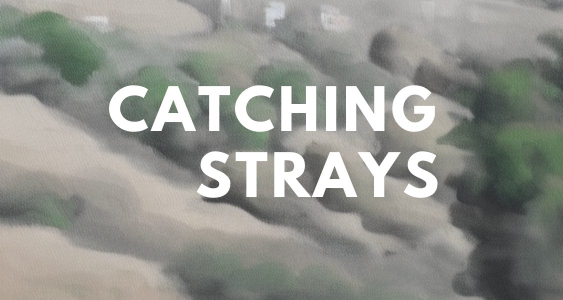 Always catching strays - by Jihad Esmail - Catching Strays