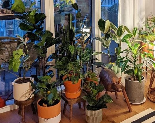 Violência verde - by Heloisa Righetto - Relatos selvagens