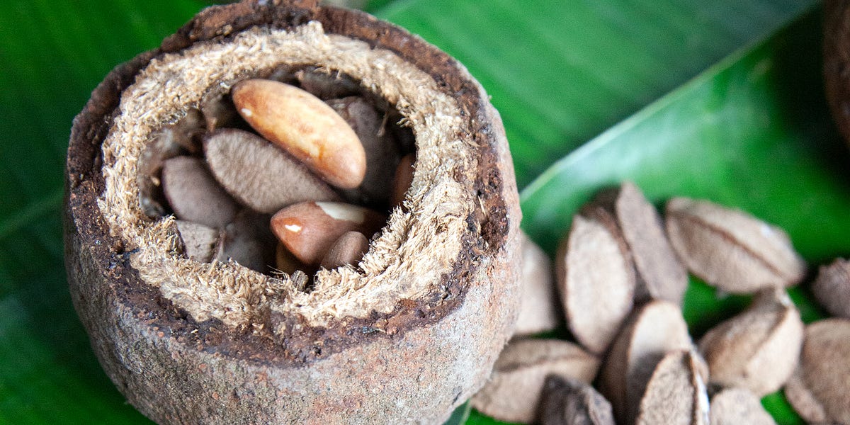 La Castaña Amazónica - by Nicholas Gill - New Worlder