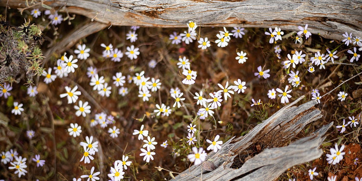 Entropy of Embrace - by deze - Planetos Poetry