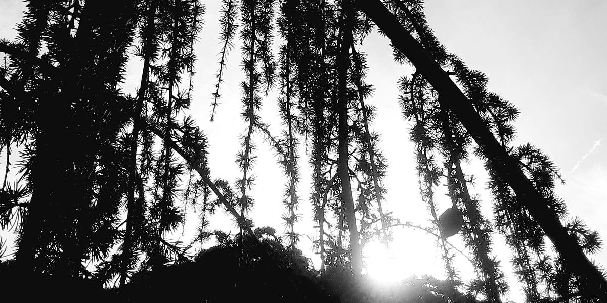 Forgiveness - Peter Daou