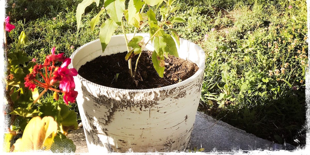 "You're like the Quaking Poplar" - by Barbara Sinclair