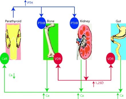 The Hypercalcemia Control Axis: 1,25(OH)2D3/PTH/Ionized Calcium