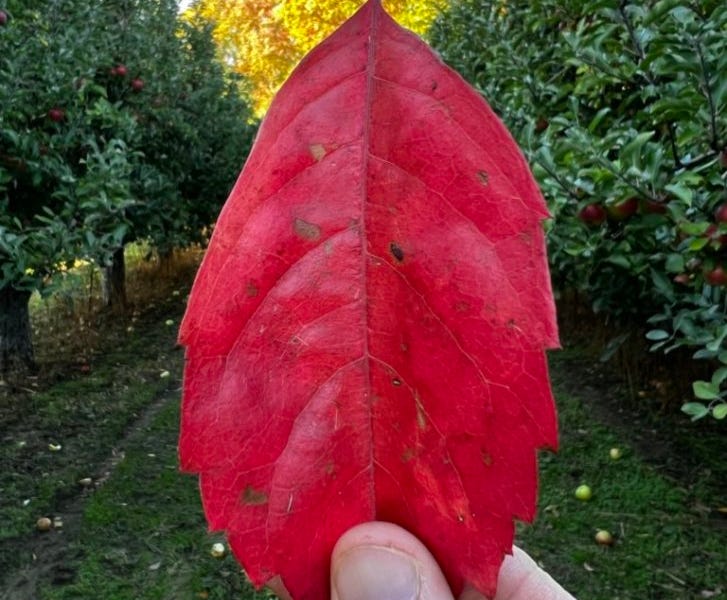 33% - by Kyle Rodgers - Due by Friday