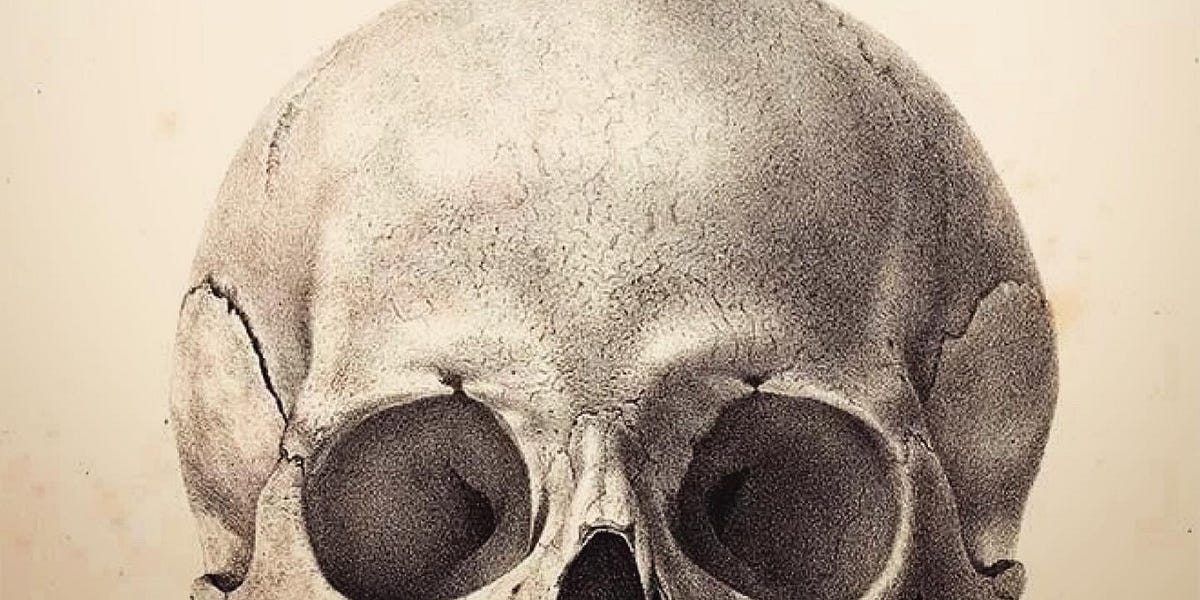 The Anatomy Shelf #16 - by Lauren - The Anatomy Shelf