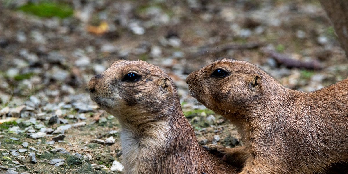 Venal varmints and pesky prairie dogs. - by jane A. martin