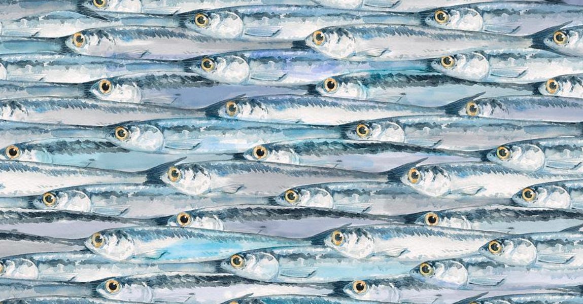 Happy Early National Sardines Day!!! - by Alex Dobrenko`