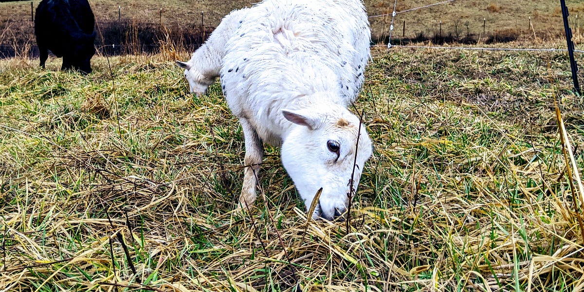 This Wool Fix Everything - by AC Shilton