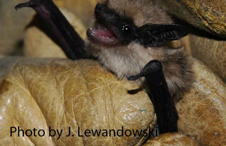 88: Canyon bat - by Bix - Colorado Wildlife