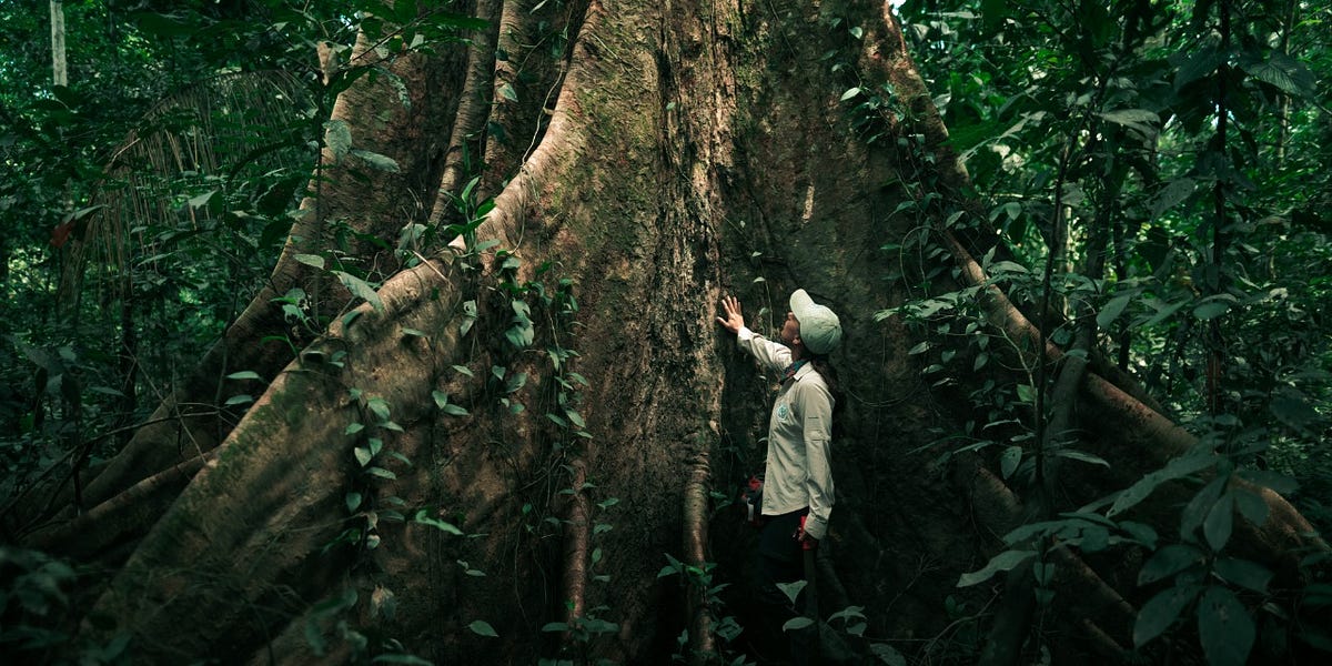 ‘These shihuahuaco trees are like the wise elders of the forest’