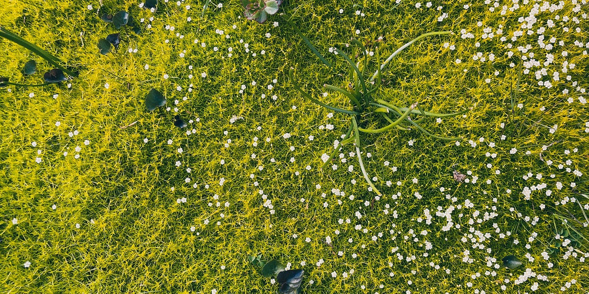 tweet spells - by kat fukui - kat is present