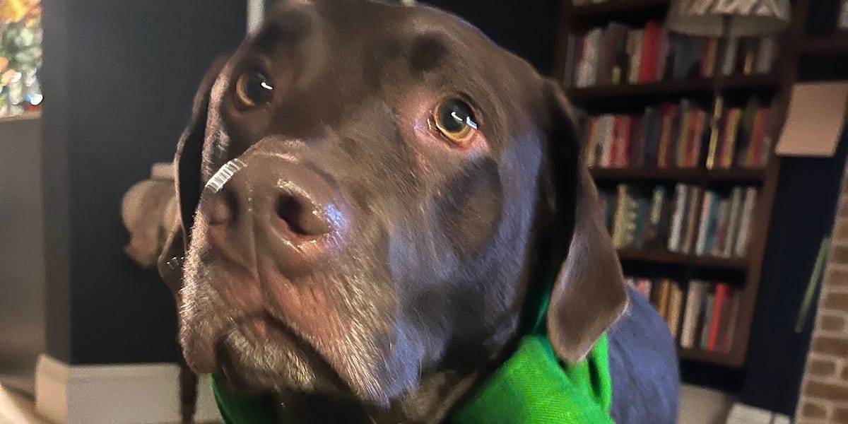 It’s good to talk - by Bella Mackie - Multiple anxieties