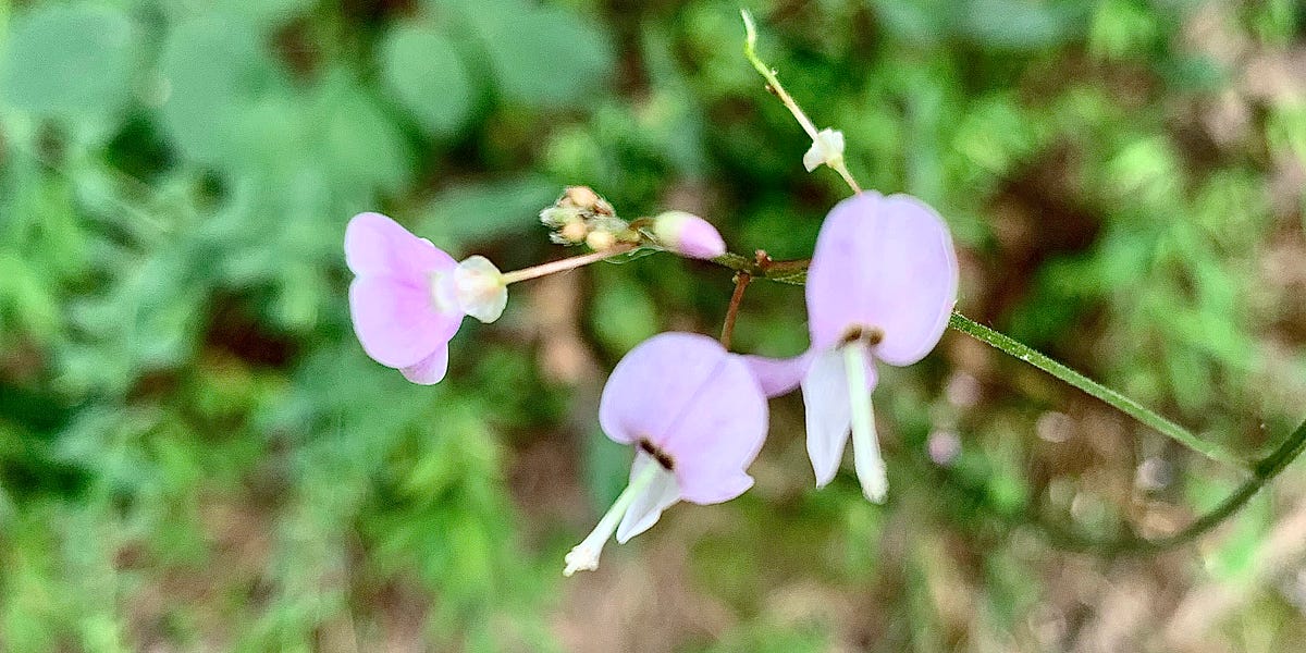 A Sense of Place - by Jane Ehrenfeld - Whimsy and Pique