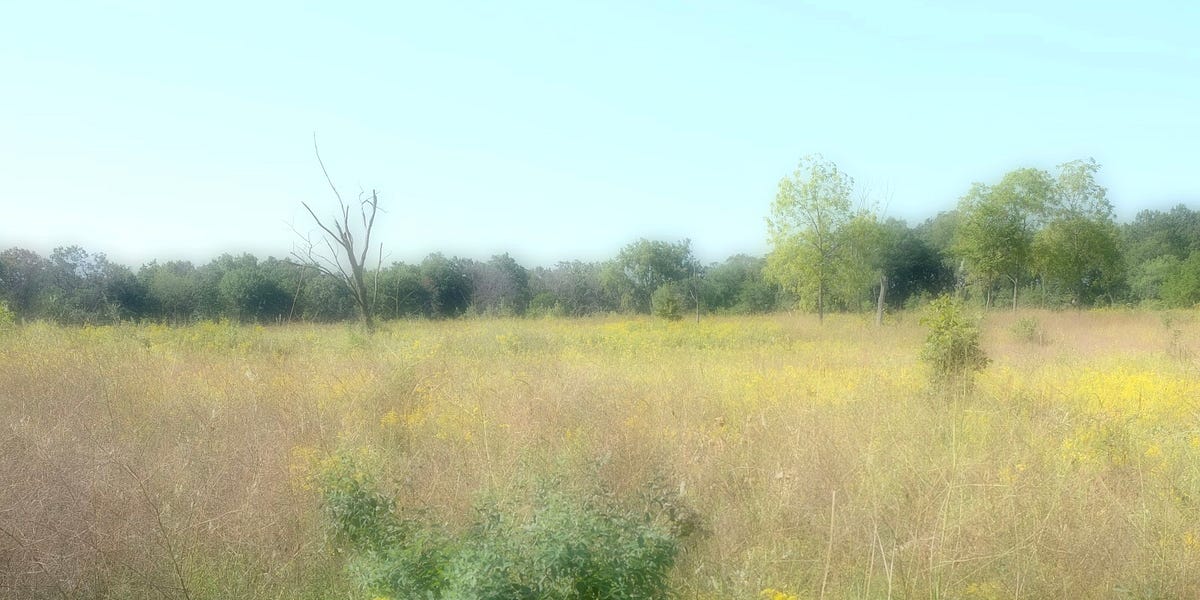 Reimagining Land - by Kim Manley Ort - Seeing Clearly