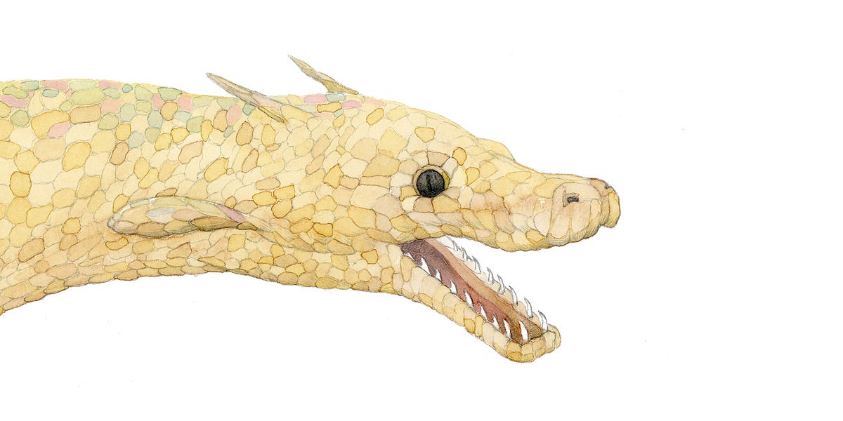 Megafauna Snakes - by James Tylor and Matt Chun