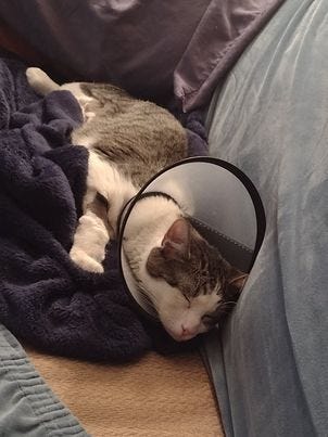 Conehead Cat, Nihilism, and Ally Sheedy